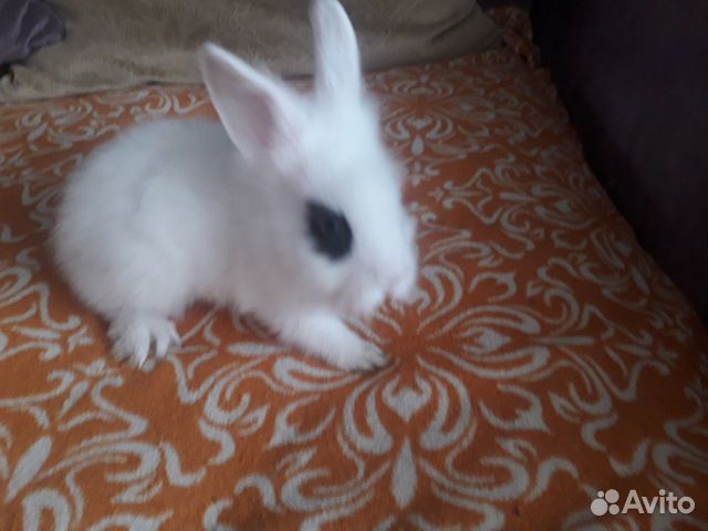 Декоротивные крольчата