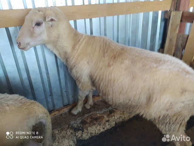 Овцы матки на развод мясо
