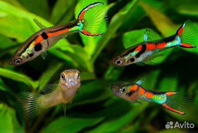 Гуппи Эдлера отдаю