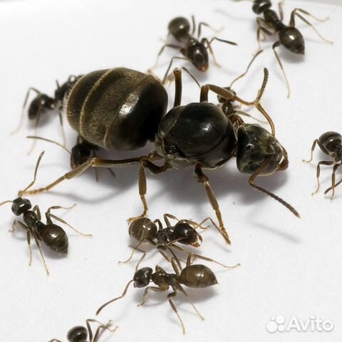 Lasius niger: Черный садовый муравей