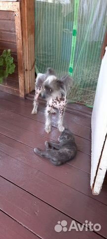 Котенок, мальчик