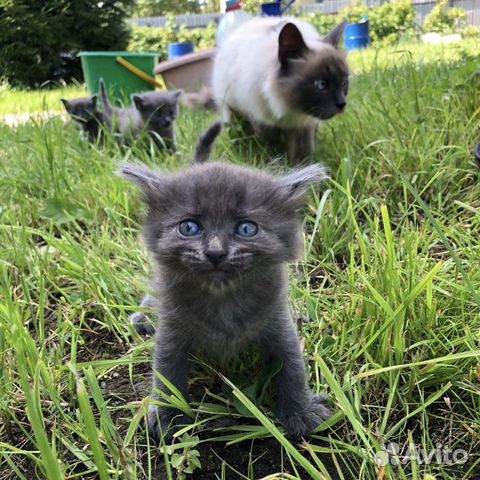 Котята Москва и мо