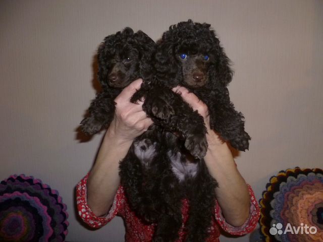 Коричневый пудель щенки