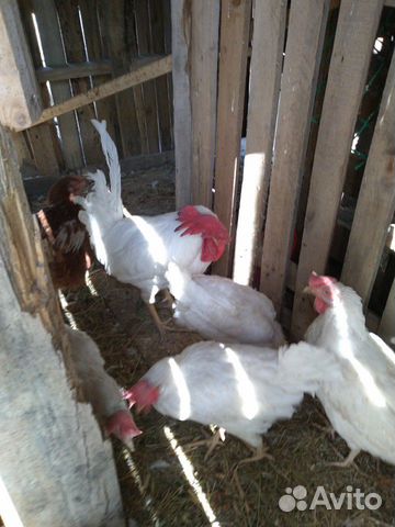 Петух русский