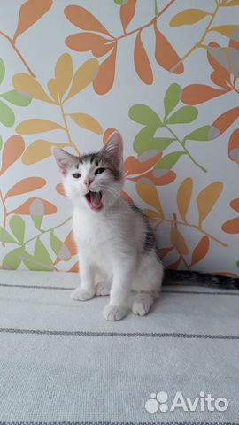 Котенок