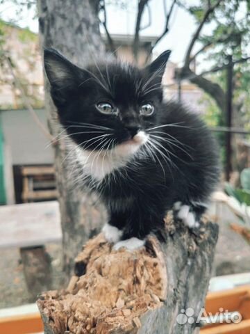 Отдам котят от домашней кошки крысоловки