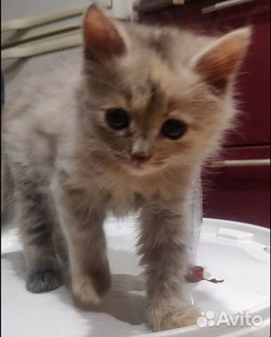 Шотландец страйк