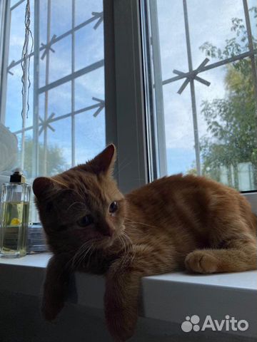 Шотландский кот