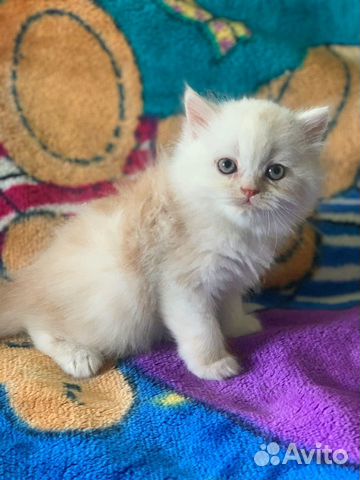 Котенок