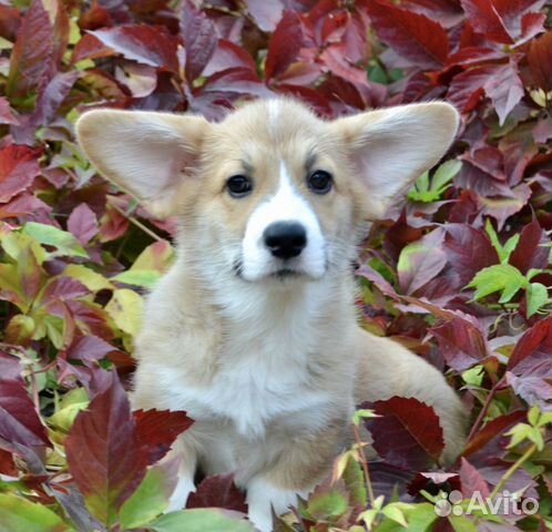 Вельш корги пемброк