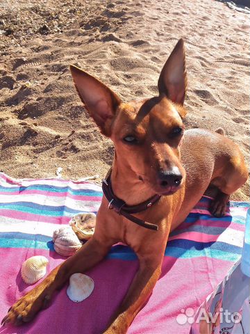 Цвергпинчер. Девочка. Вязка