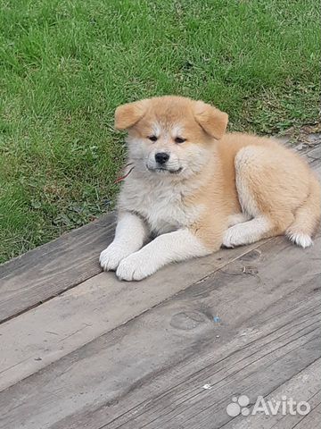 Щенок Акита ину
