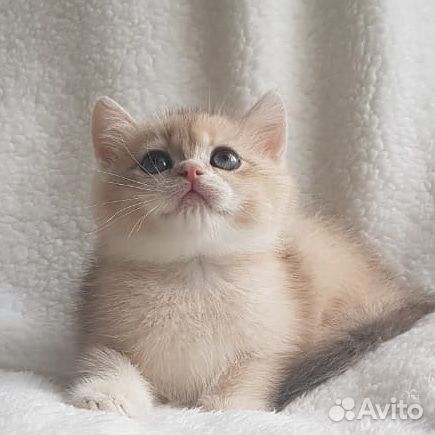 Золотая голубая шиншилла