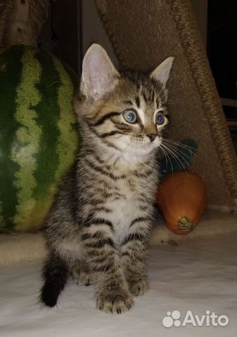 Классный котёнок