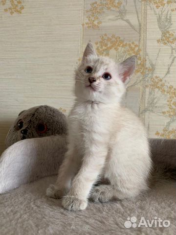 Котята тайский окрас