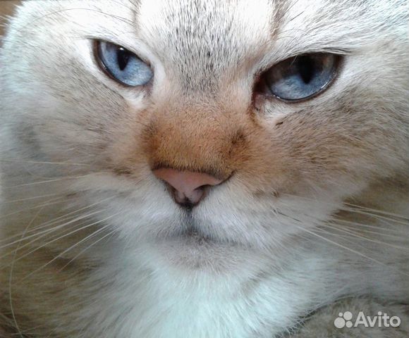 Кот для вязки