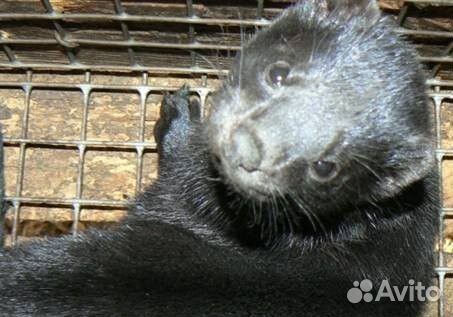 Норка сканблэк scanblack скандинавская черная