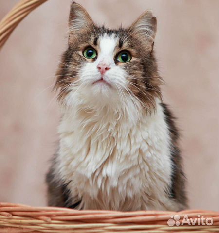Молодая кошка в дар
