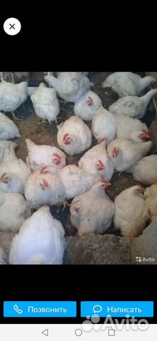 Бролеры домашние