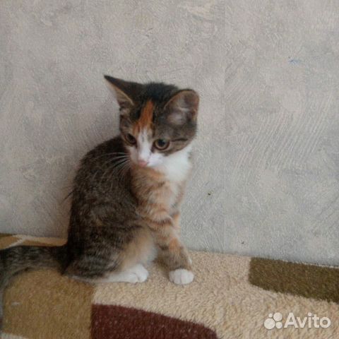 Котенок девочка 2, 5 месяца