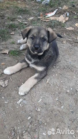 Щенок в добрые ручки