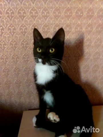 Котенок