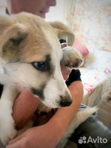 Милые коротколапые щенки, похожи на корги