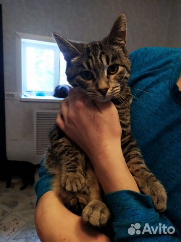 Кошечка 6 мес