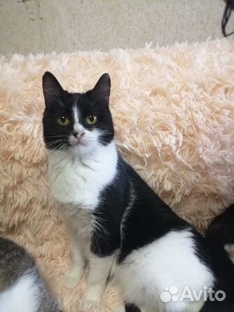 Шеба в поиске дома