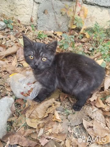Котик британец смешанный, ласковый, пушистый, упит