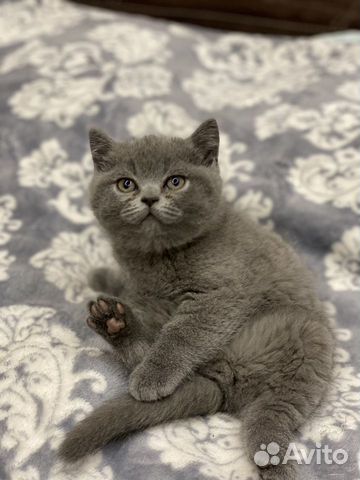 Британские котята