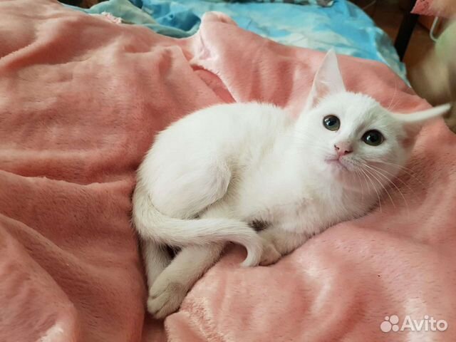 Благородные девушки в добрые руки