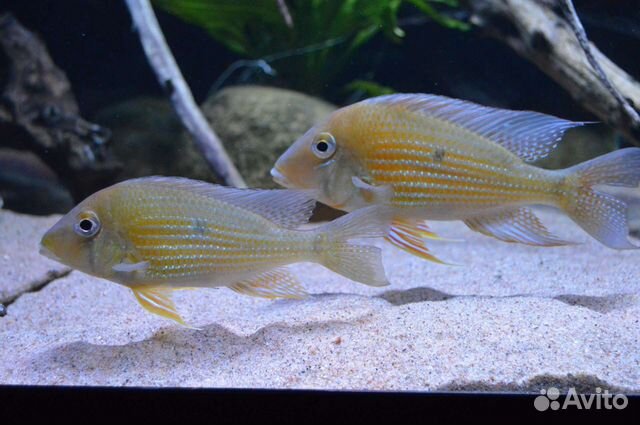 Геофагус Таениопареус / Geophagus Taeniopareus