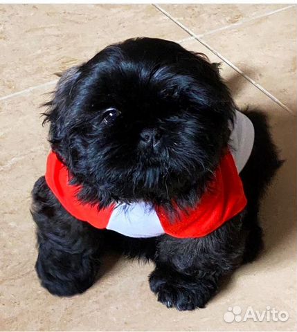 Чудо кукленыши черный и соболь