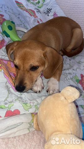 Метис таксы девочка 4 месяца