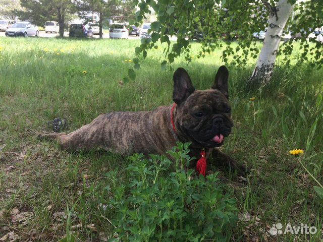 Французский бульдог, вязка