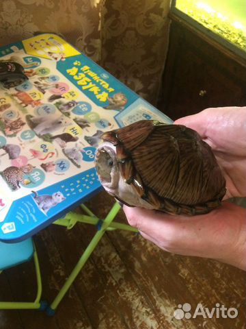 Килеватая мускусная черепаха