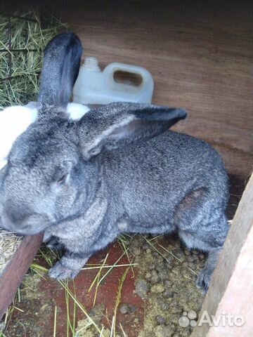 Крол производитель