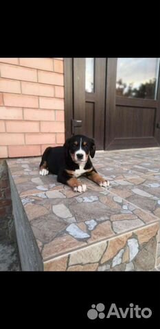 Зенненхунд