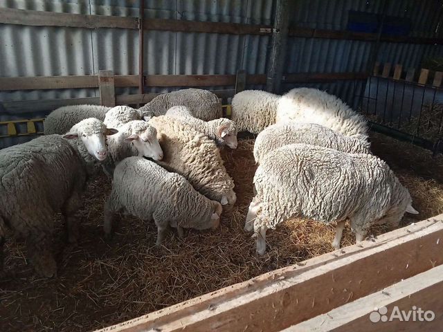 Бараны домашние
