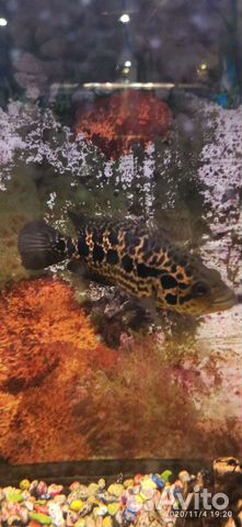 Манагуанская цихлозома