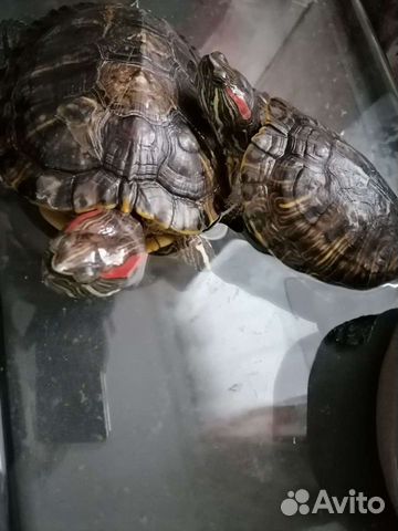 Черепаха