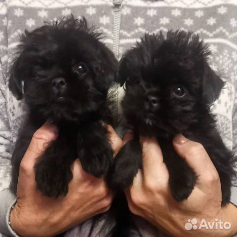 Маленькие домовята-Аффенята