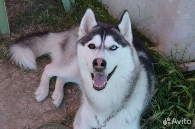 Сибирский хаски