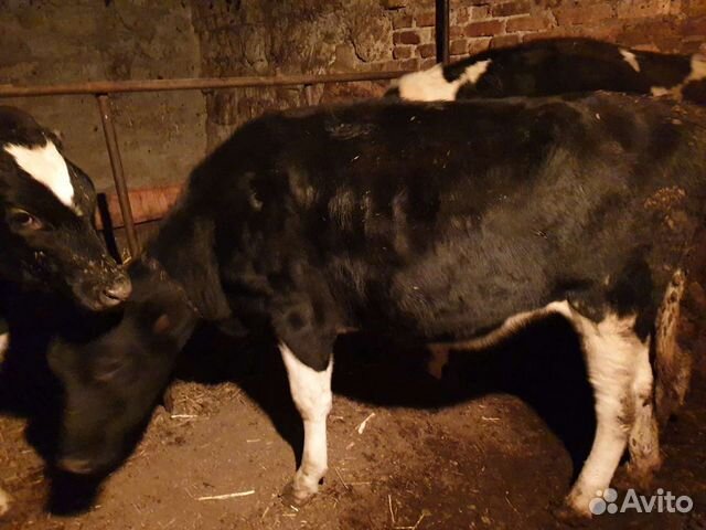 Тёлка возраст 1.5