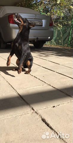 Продается Ягдтерьер