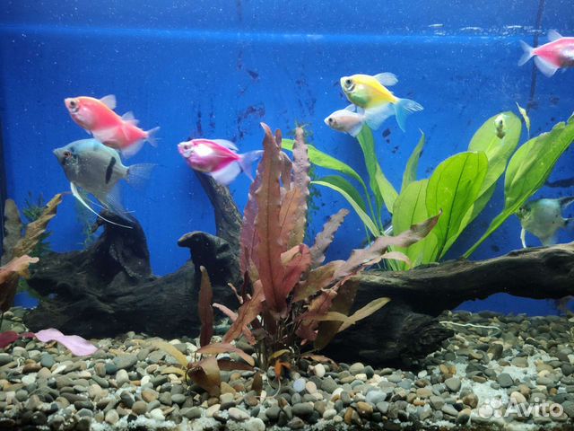 Аквариум 85л