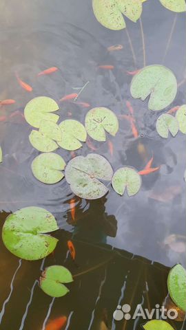 Комета (карась)