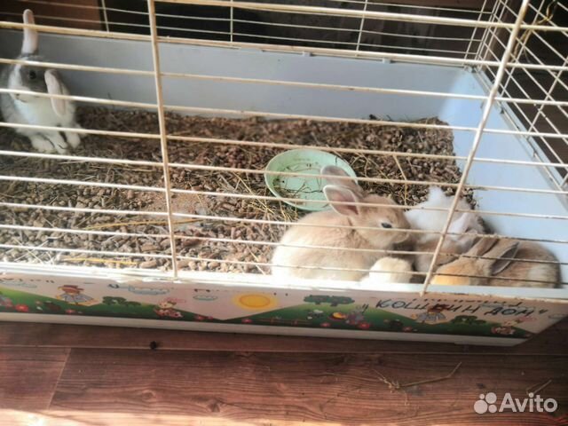 Декоративные кролики