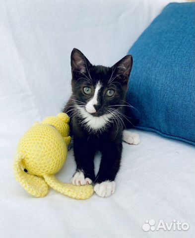 Благородный маркиз Атос в благородные руки